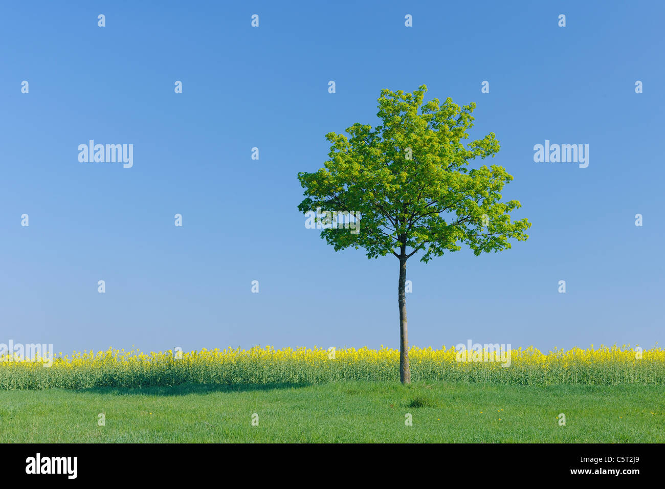 Germany, Bavaria, Franconia, View of single norway maple tree in rape ...