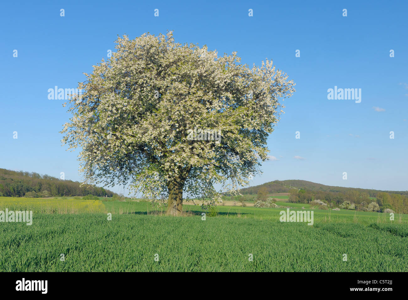 Single Cherry Tree High Resolution Stock Photography and Images - Alamy