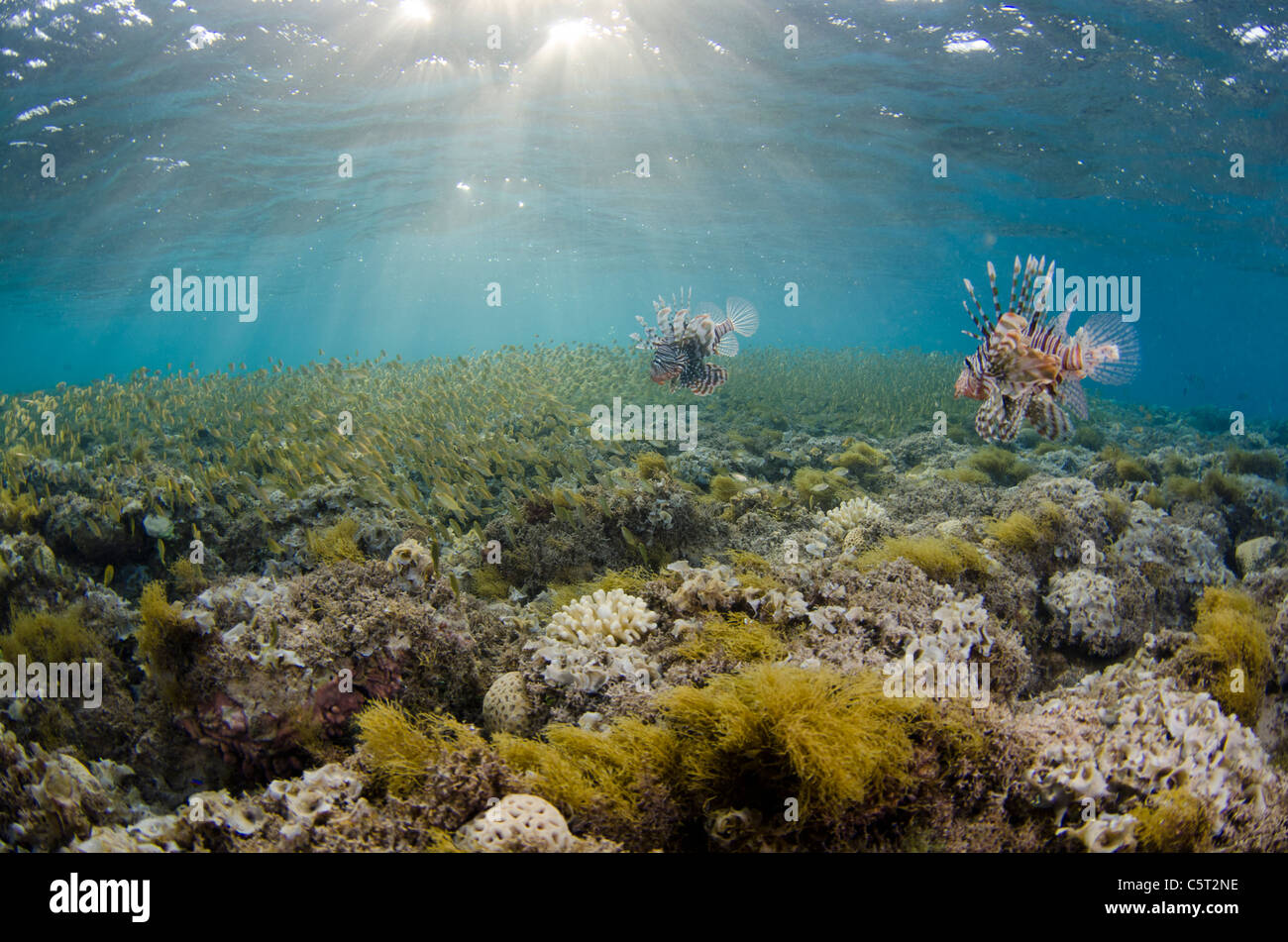 Lion fish hunting by sunset, Nuweiba, Red Sea, Sinai, Egypt Stock Photo ...