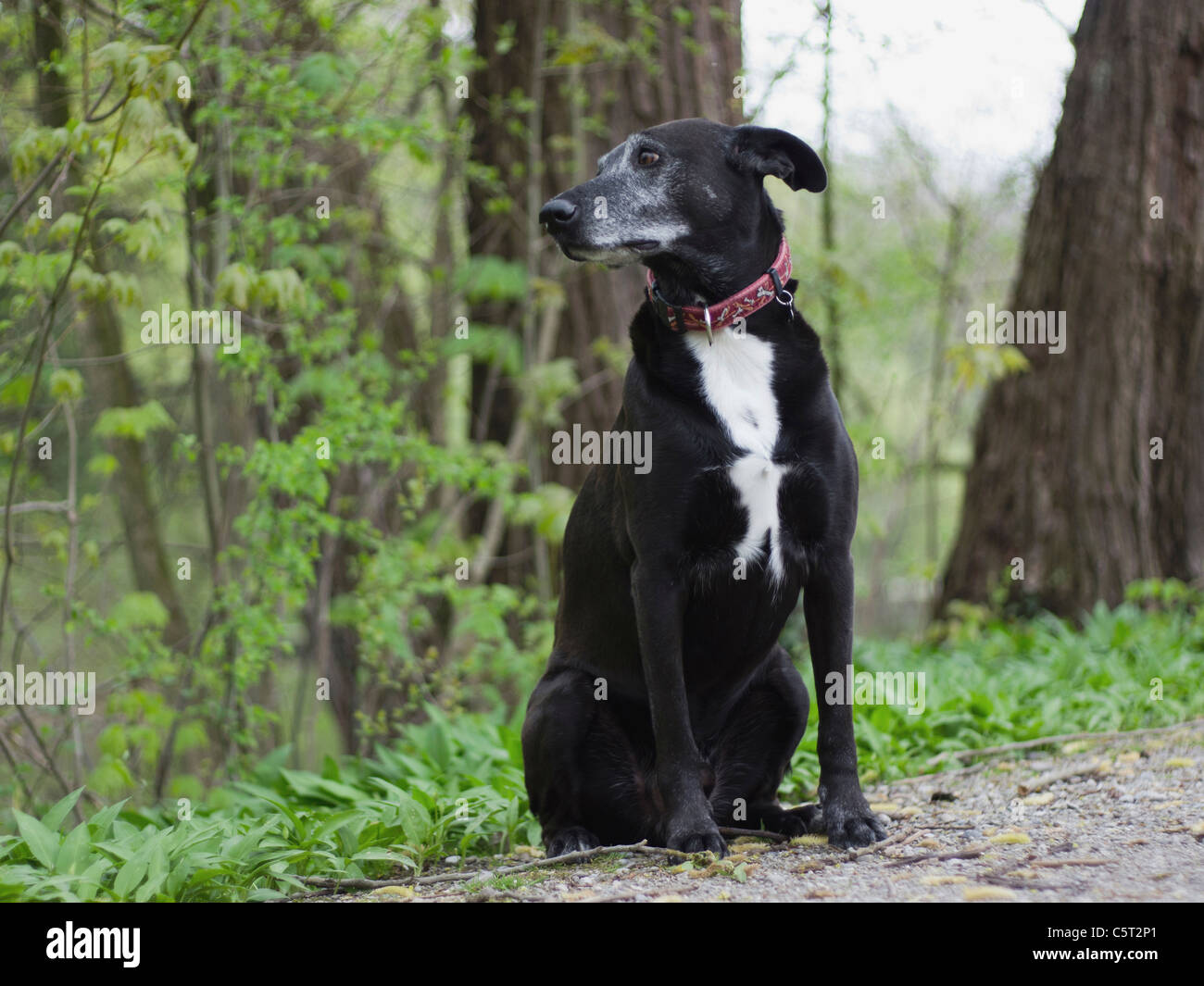 Germany, Munich, View of black podengo dog sitting in forest Stock ...