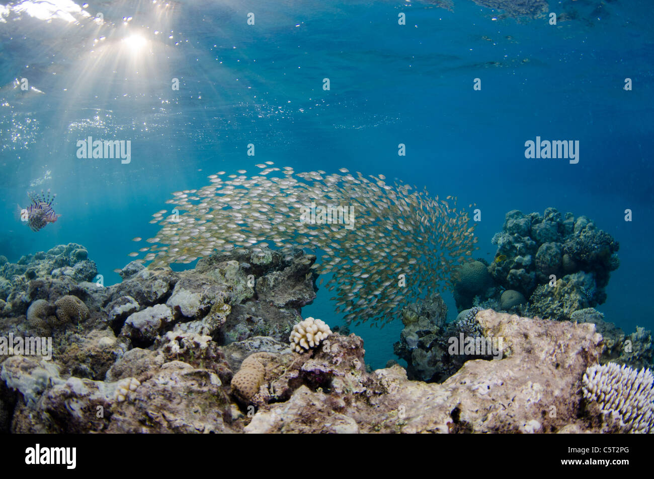 Lion fish hunting by sunset, Nuweiba, Red Sea, Sinai, Egypt Stock Photo ...