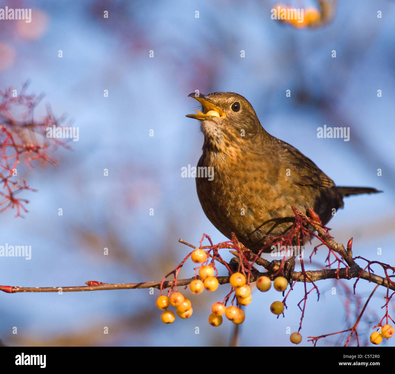 Female blackbird uk hi-res stock photography and images - Alamy