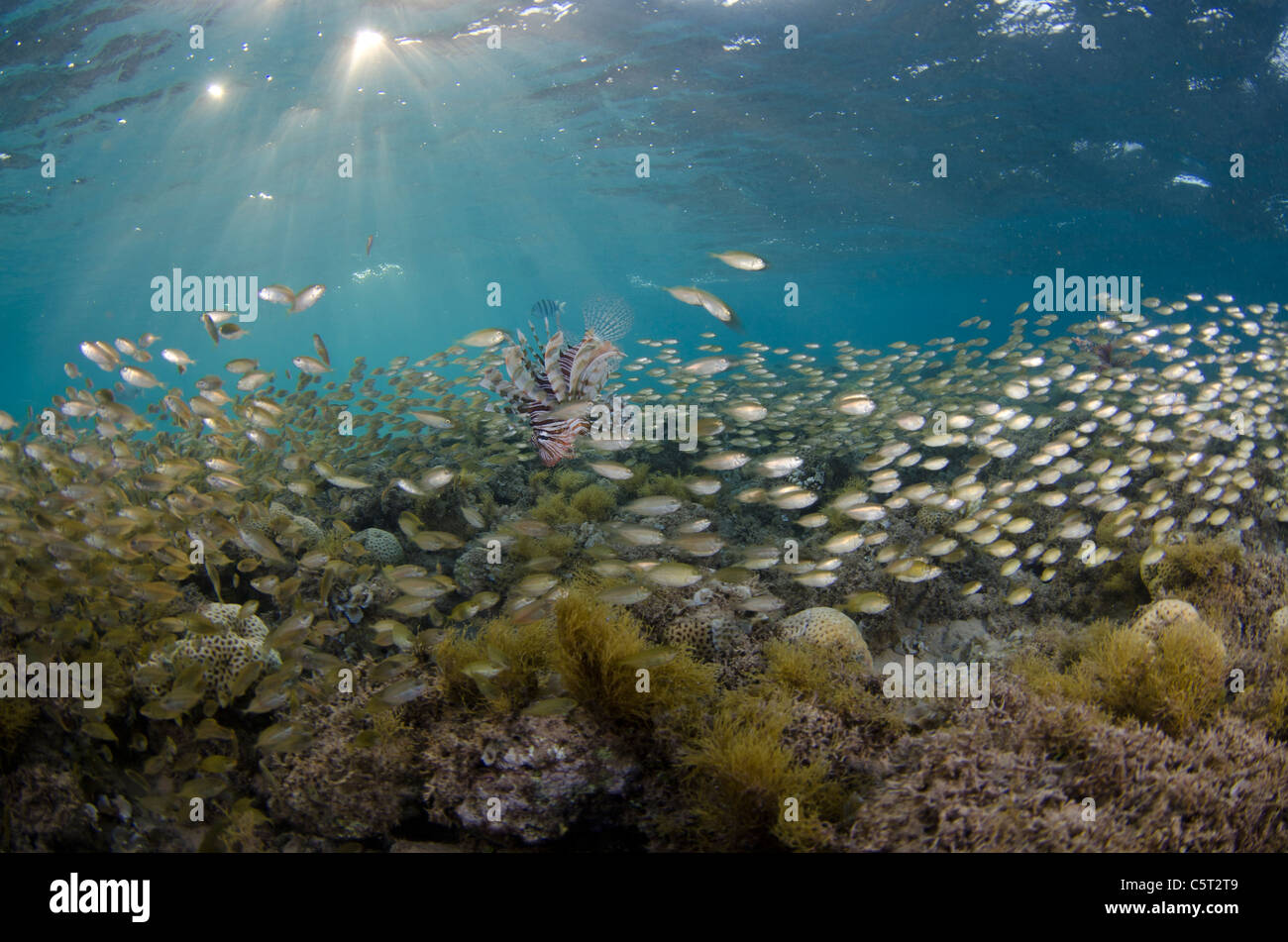 Lionfish hunting hi-res stock photography and images - Alamy
