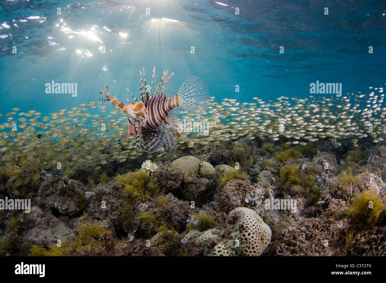 Lion fish hunting by sunset, Nuweiba, Red Sea, Sinai, Egypt Stock Photo ...