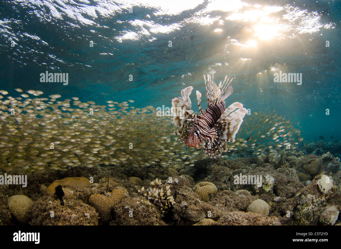 Lionfish Hunting High Resolution Stock Photography and Images - Alamy