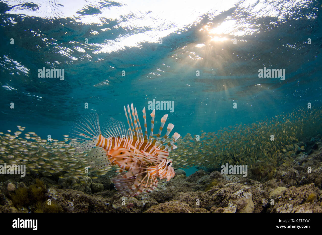 Lion fish hunting by sunset, Nuweiba, Red Sea, Sinai, Egypt Stock Photo ...