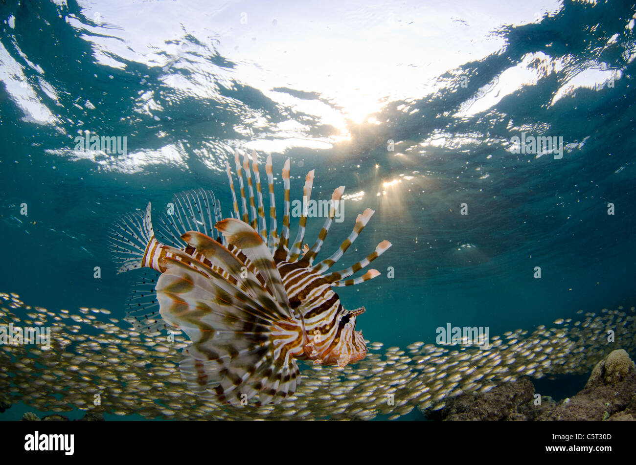 Lion fish hunting by sunset, Nuweiba, Red Sea, Sinai, Egypt Stock Photo ...