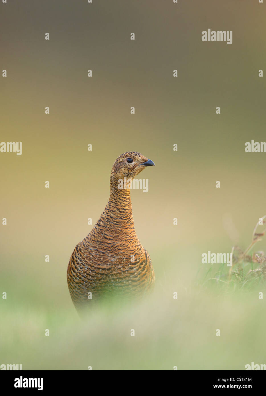 Black grouse Tetrao tetrix Portrait of an alert adult female on open ...