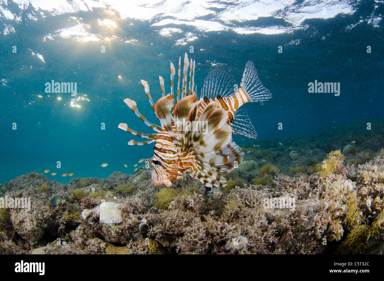 Lion fish hunting by sunset, Nuweiba, Red Sea, Sinai, Egypt Stock Photo ...