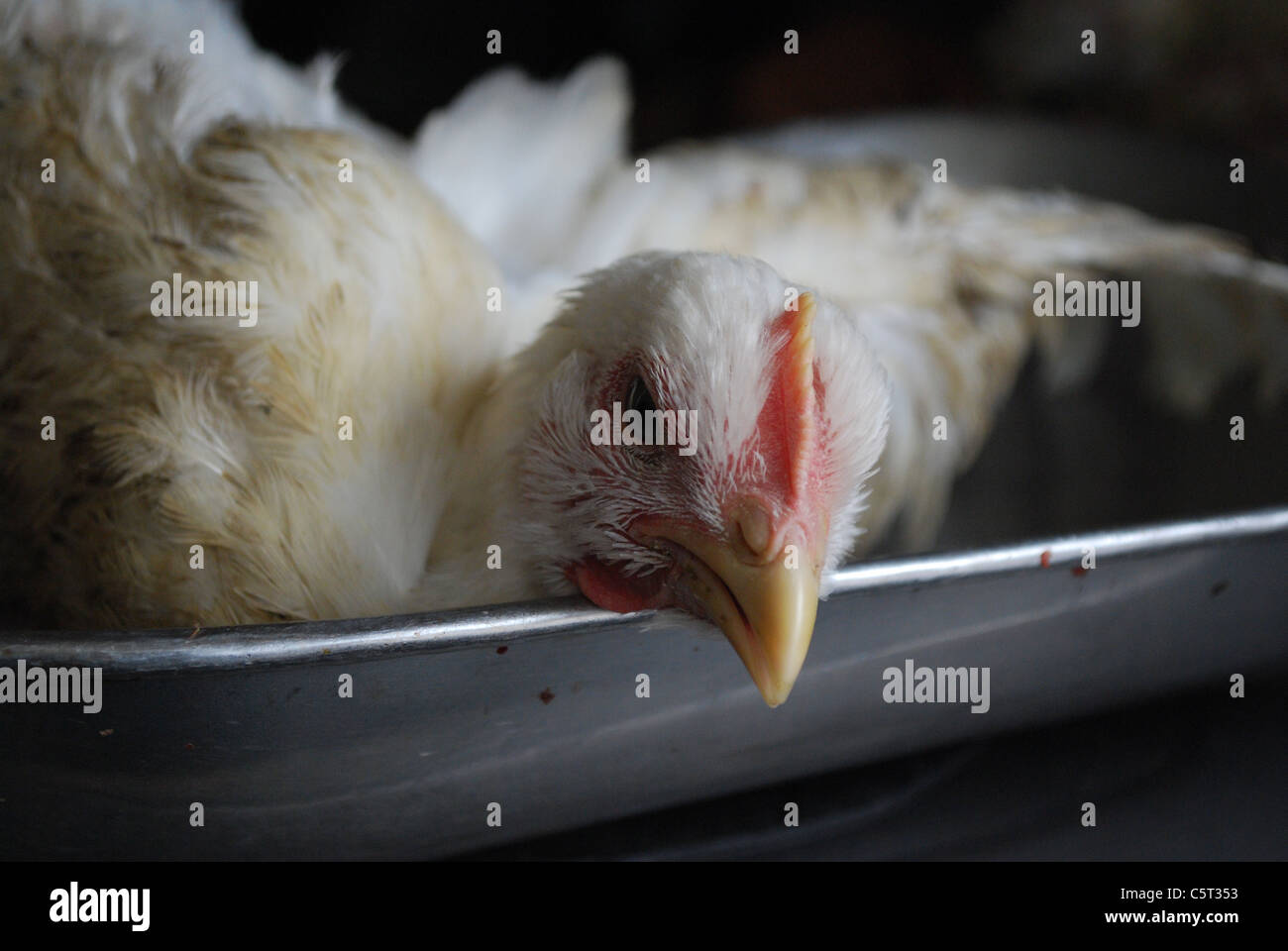 Hen and rooster hi-res stock photography and images - Alamy