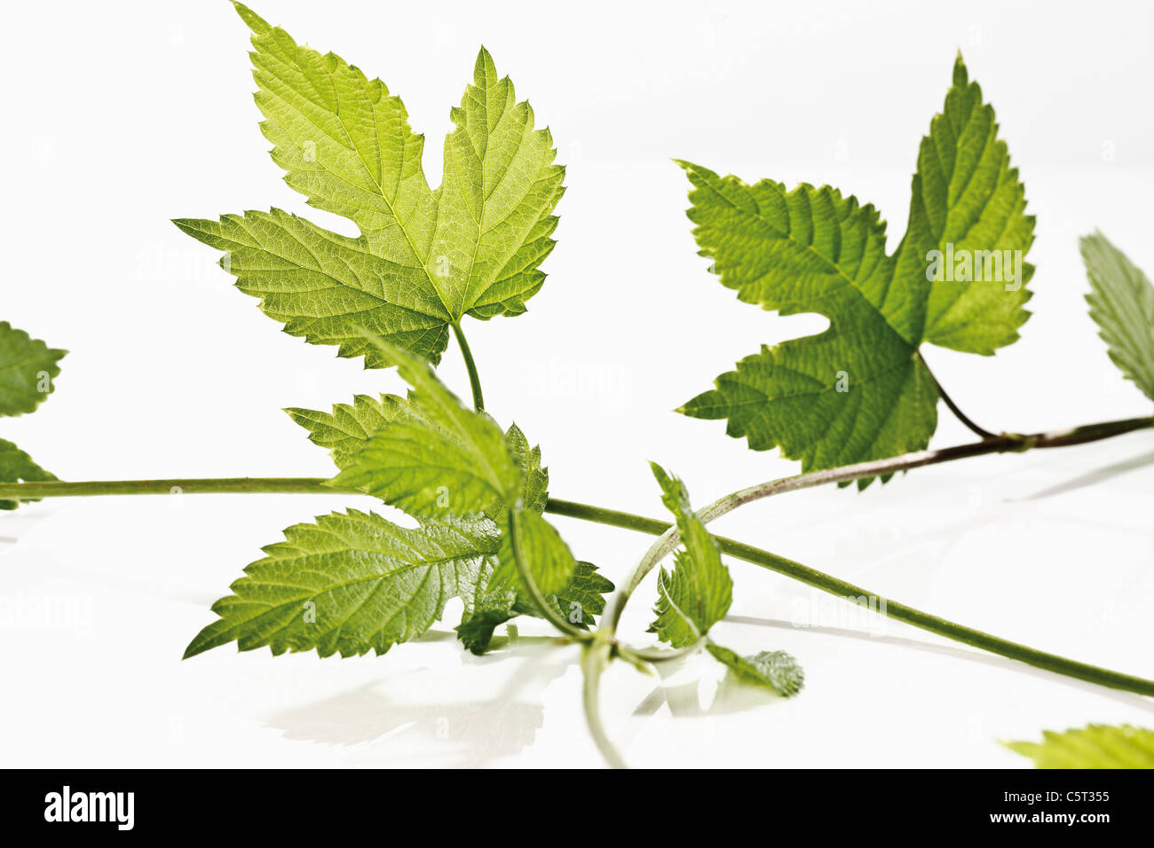 Tendril of hi-res stock photography and images - Alamy