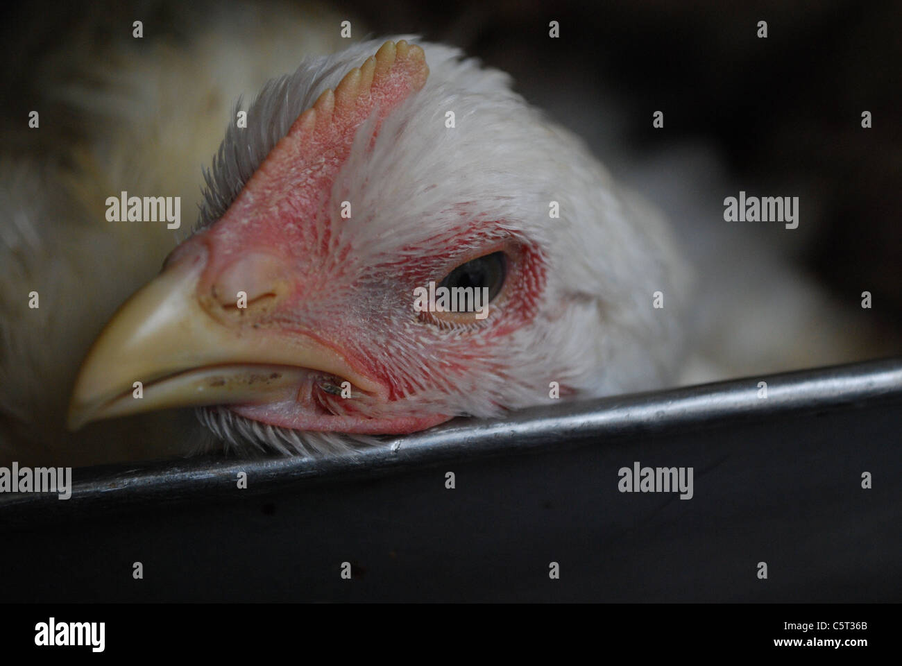 Hen beak hi-res stock photography and images - Alamy