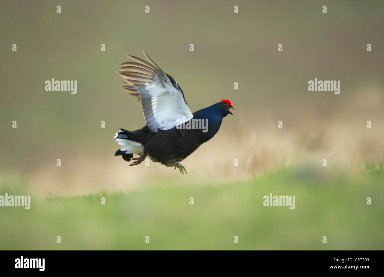 Red grouse flying uk hi-res stock photography and images - Alamy