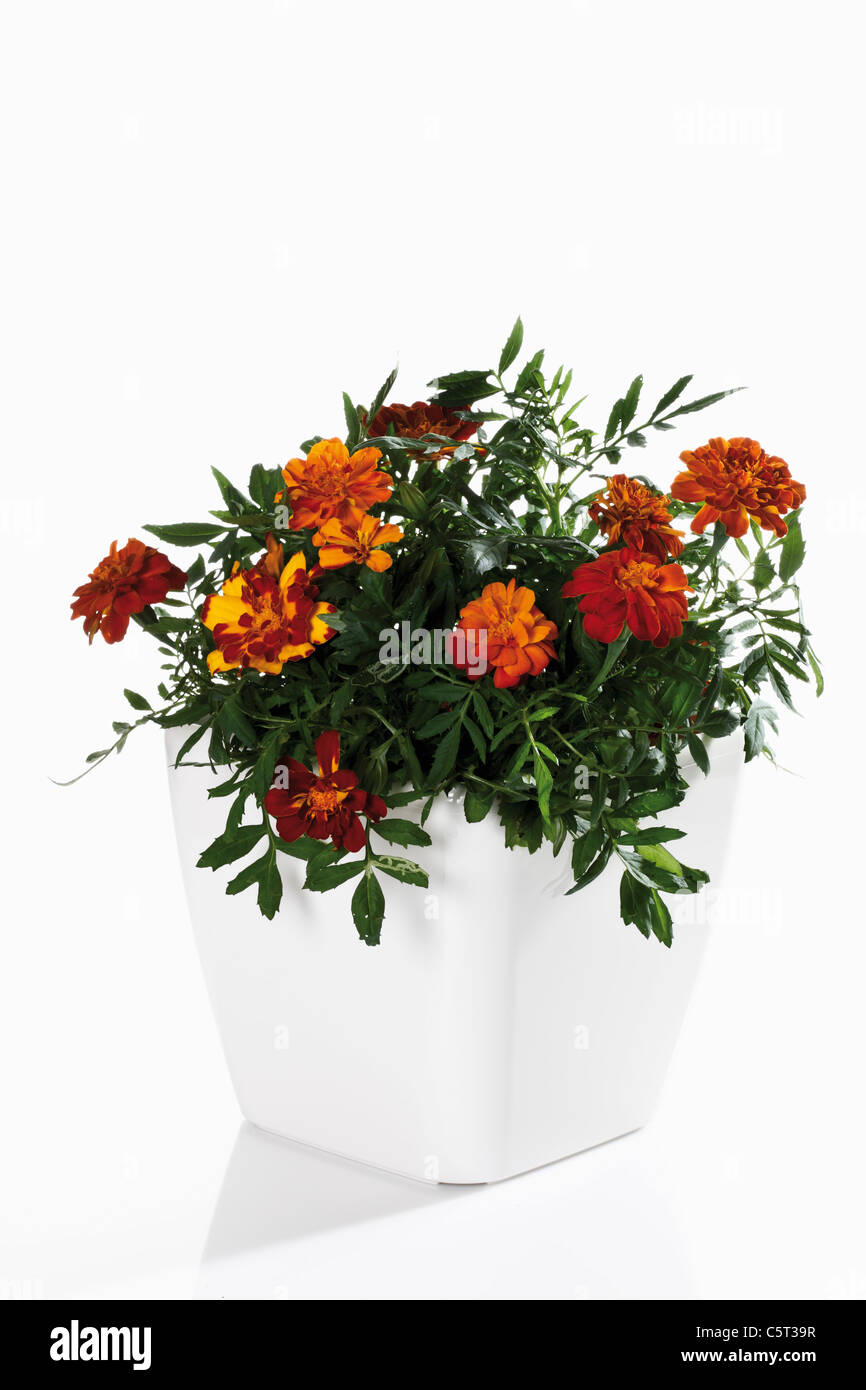 Tagetes flowers in flower pot Stock Photo - Alamy
