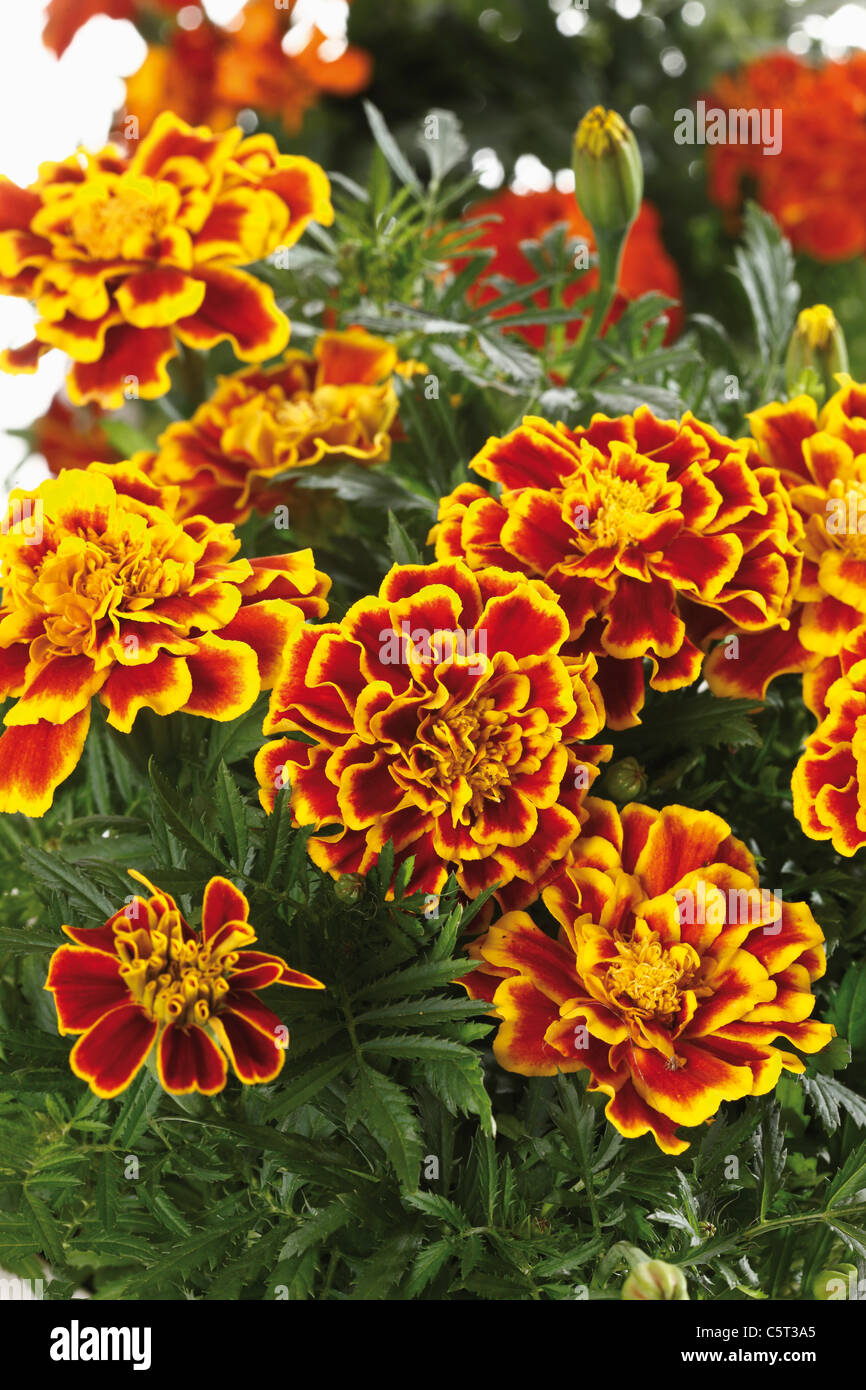Red tagetes close up hi-res stock photography and images - Alamy