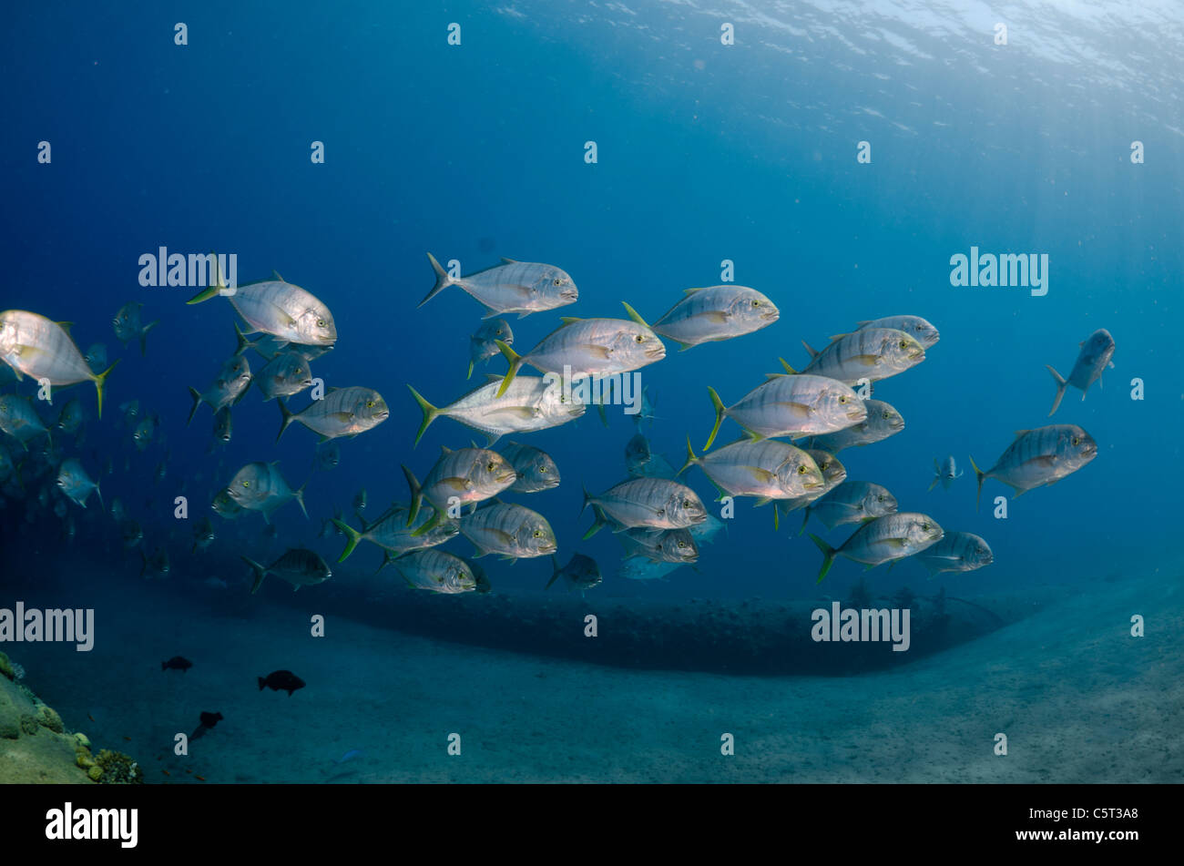 Jack fish hi-res stock photography and images - Alamy