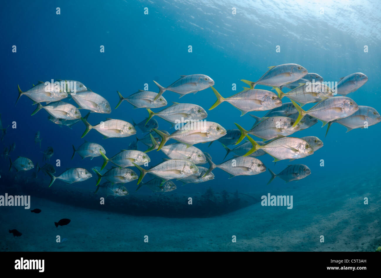 Jack fish hi-res stock photography and images - Alamy