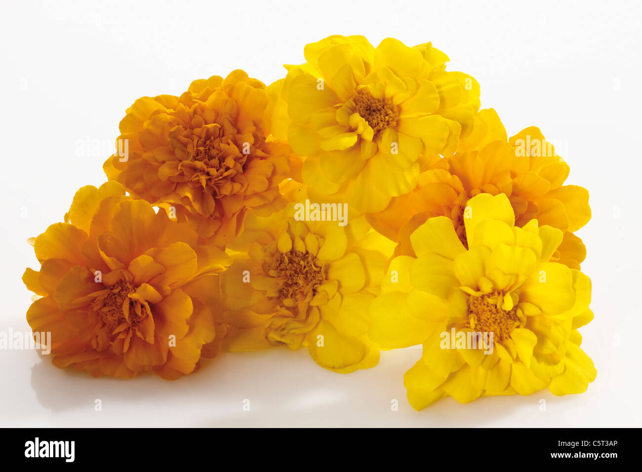 Marigold Tagetes High Resolution Stock Photography and Images - Alamy