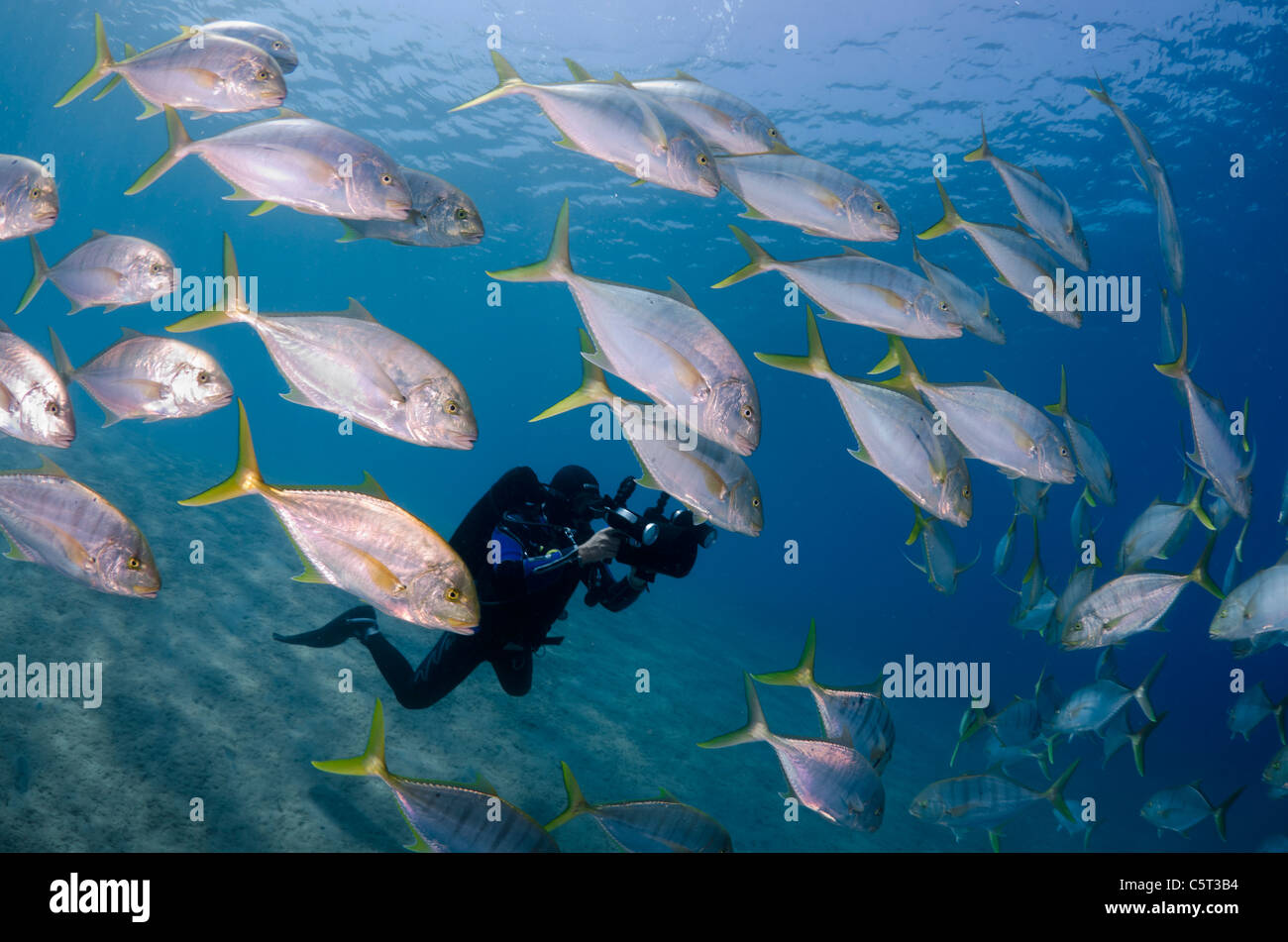 School of jack fish or trevally, Nuweiba, Red Sea, Sinai, Egypt Stock ...