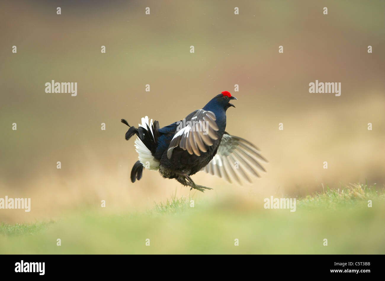Black grouse Tetrao tetrix An adult male leaps in the air and calls as ...