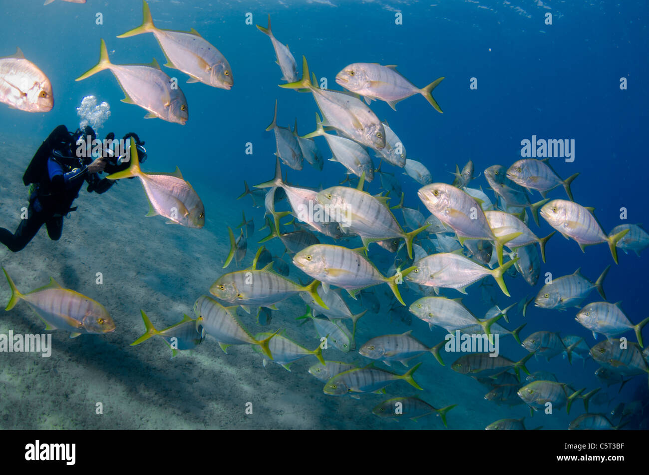 School of jack fish or trevally, Nuweiba, Red Sea, Sinai, Egypt Stock ...