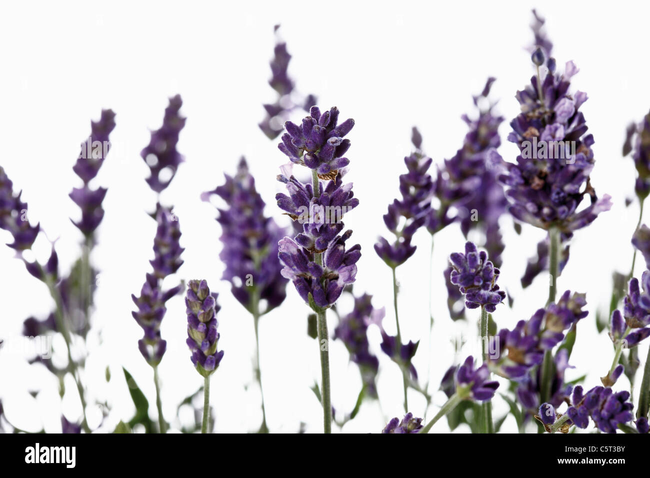 Lavender (Lavandula angustifolia), close-up Stock Photo - Alamy