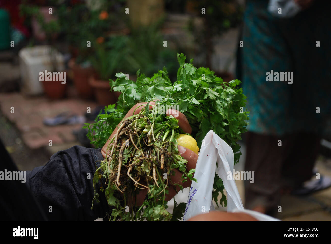 Vegetate hi-res stock photography and images - Alamy