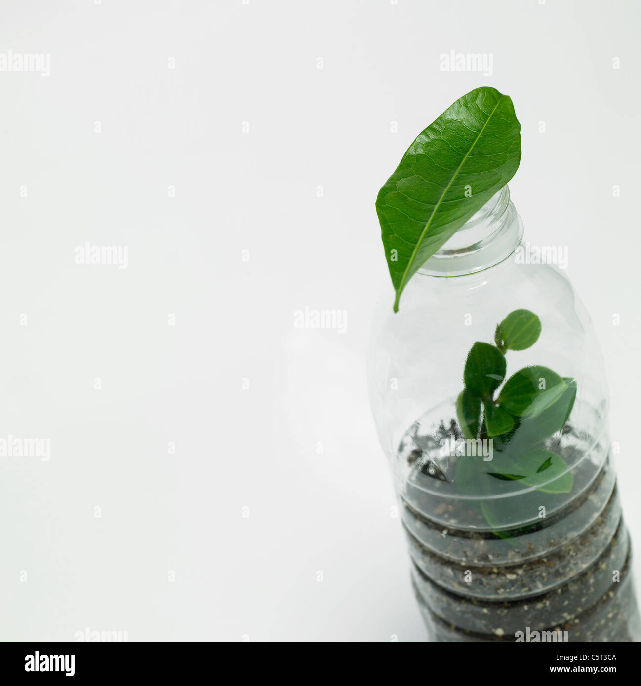 A plant growing inside the plastic bottle Stock Photo - Alamy