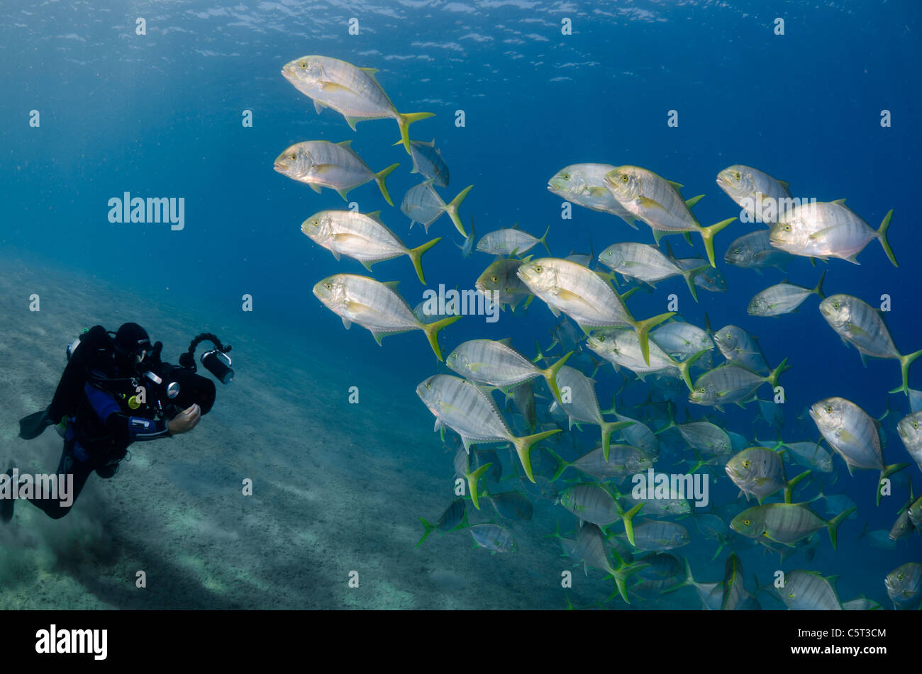School of jack fish or trevally, Nuweiba, Red Sea, Sinai, Egypt Stock ...
