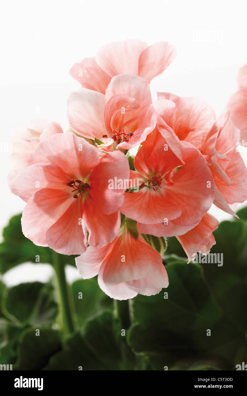 Geranium flowers hi-res stock photography and images - Alamy