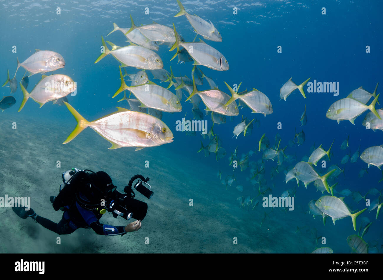 School of jack fish or trevally, Nuweiba, Red Sea, Sinai, Egypt Stock ...