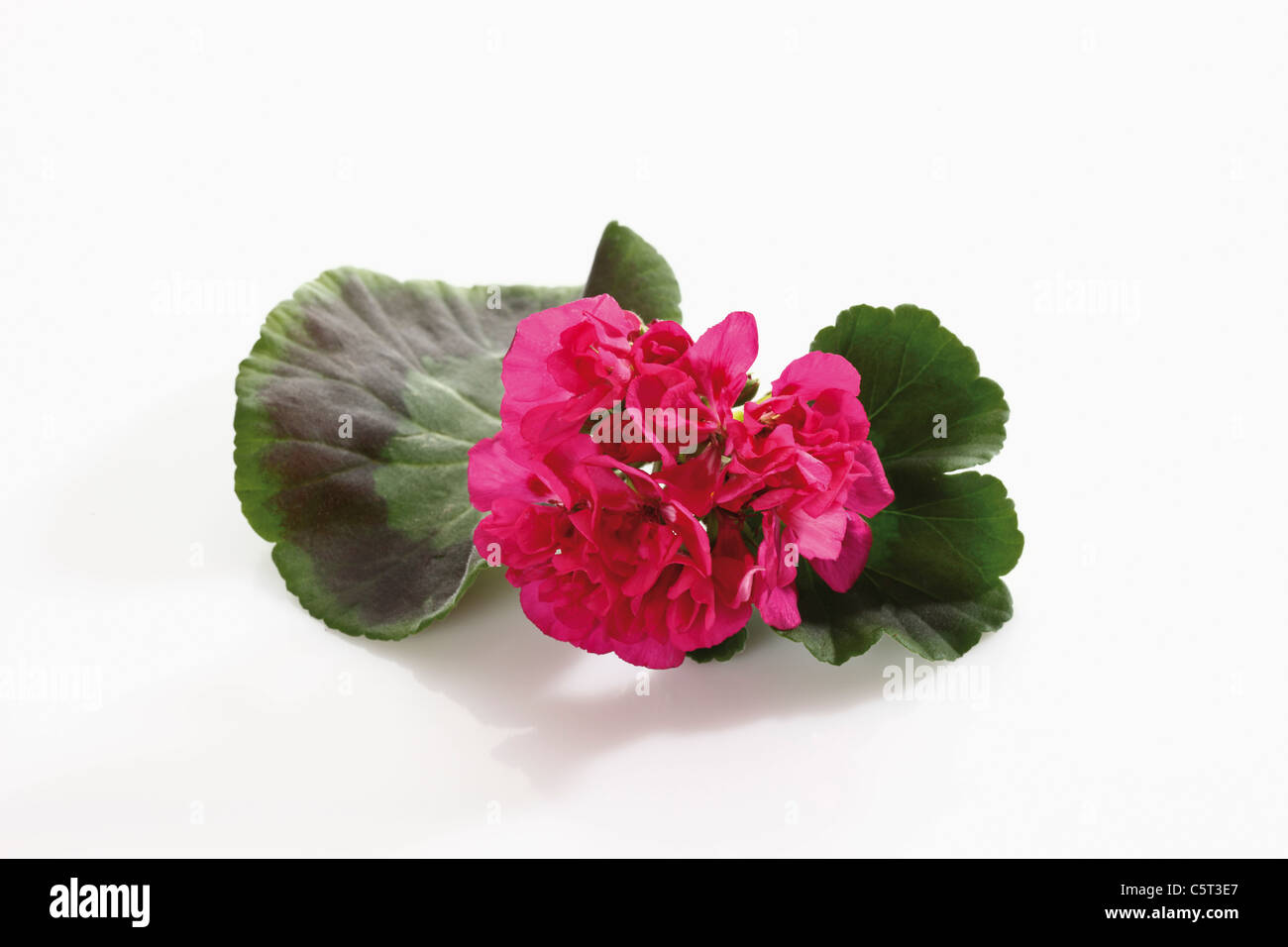 Geranium flower and leaves (Pelargonium), elevated view Stock Photo - Alamy