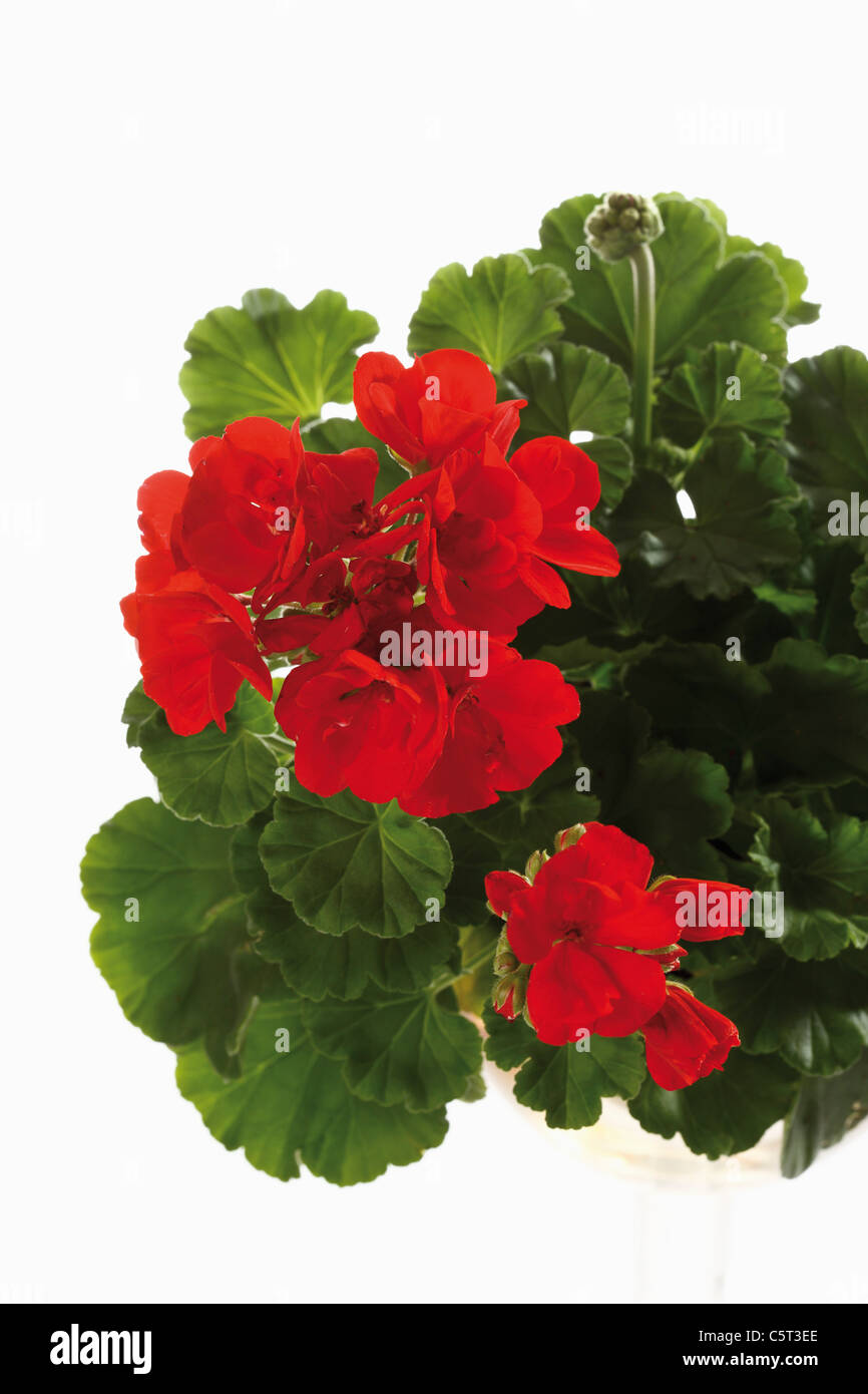 Geranium flowers (Pelargonium), close-up Stock Photo - Alamy