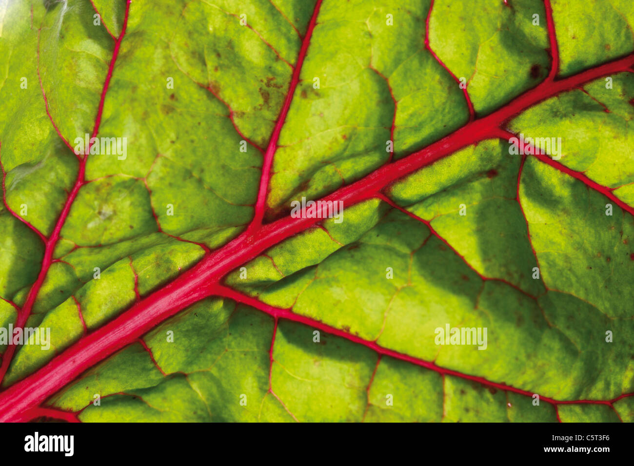 Swiss chard, leaf, full frame, close-up Stock Photo - Alamy