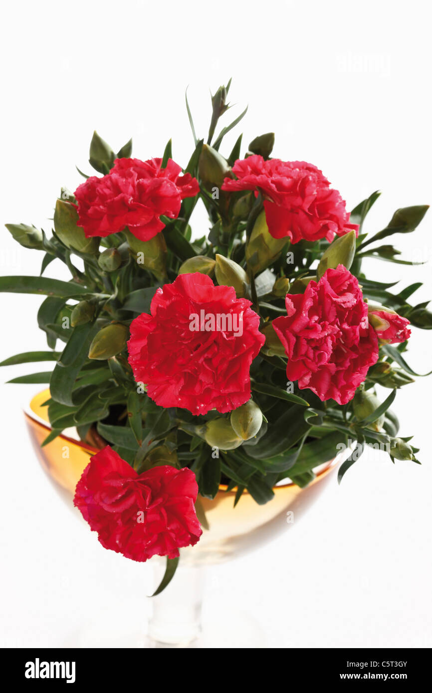 Carnations hi-res stock photography and images - Alamy