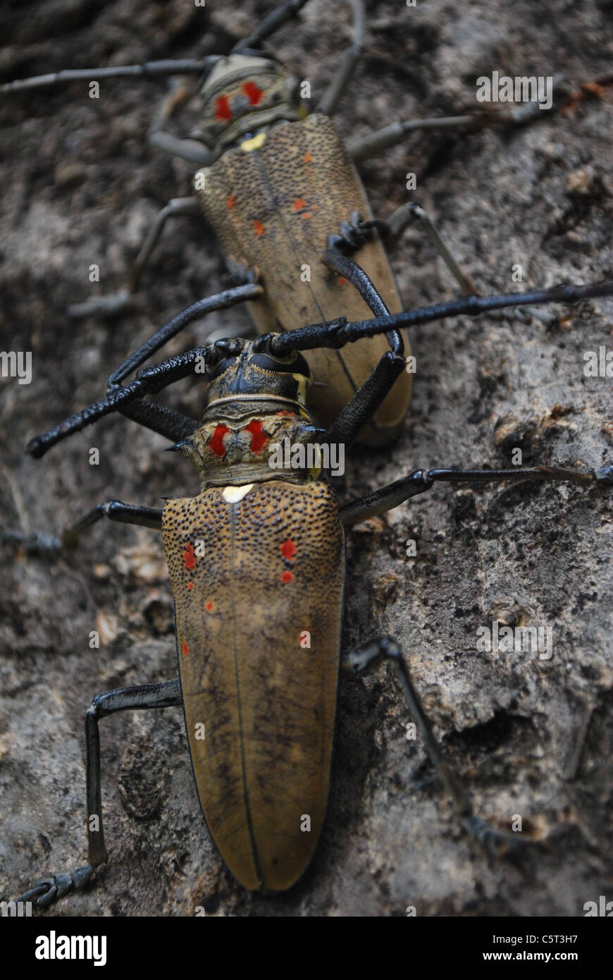 beetle trichodes affinis Stock Photo - Alamy