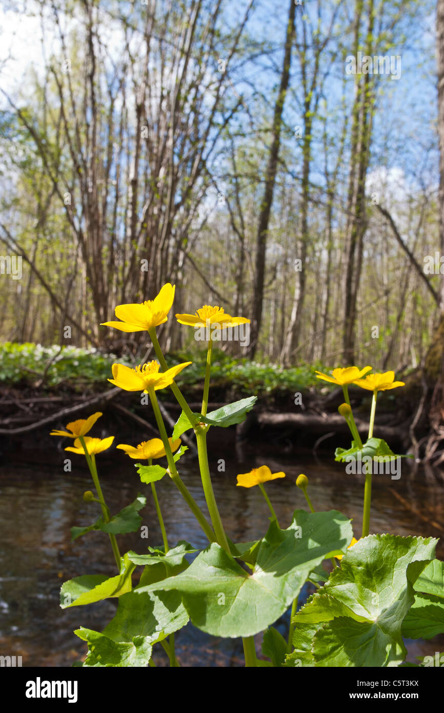 Marsh marigold kingcup kingcups hi-res stock photography and images - Alamy