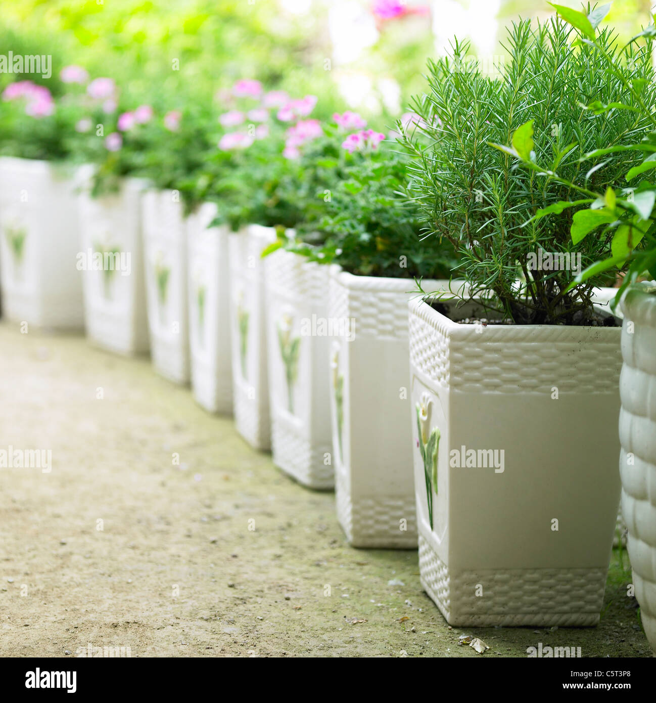Various plants in flower pots Stock Photo - Alamy