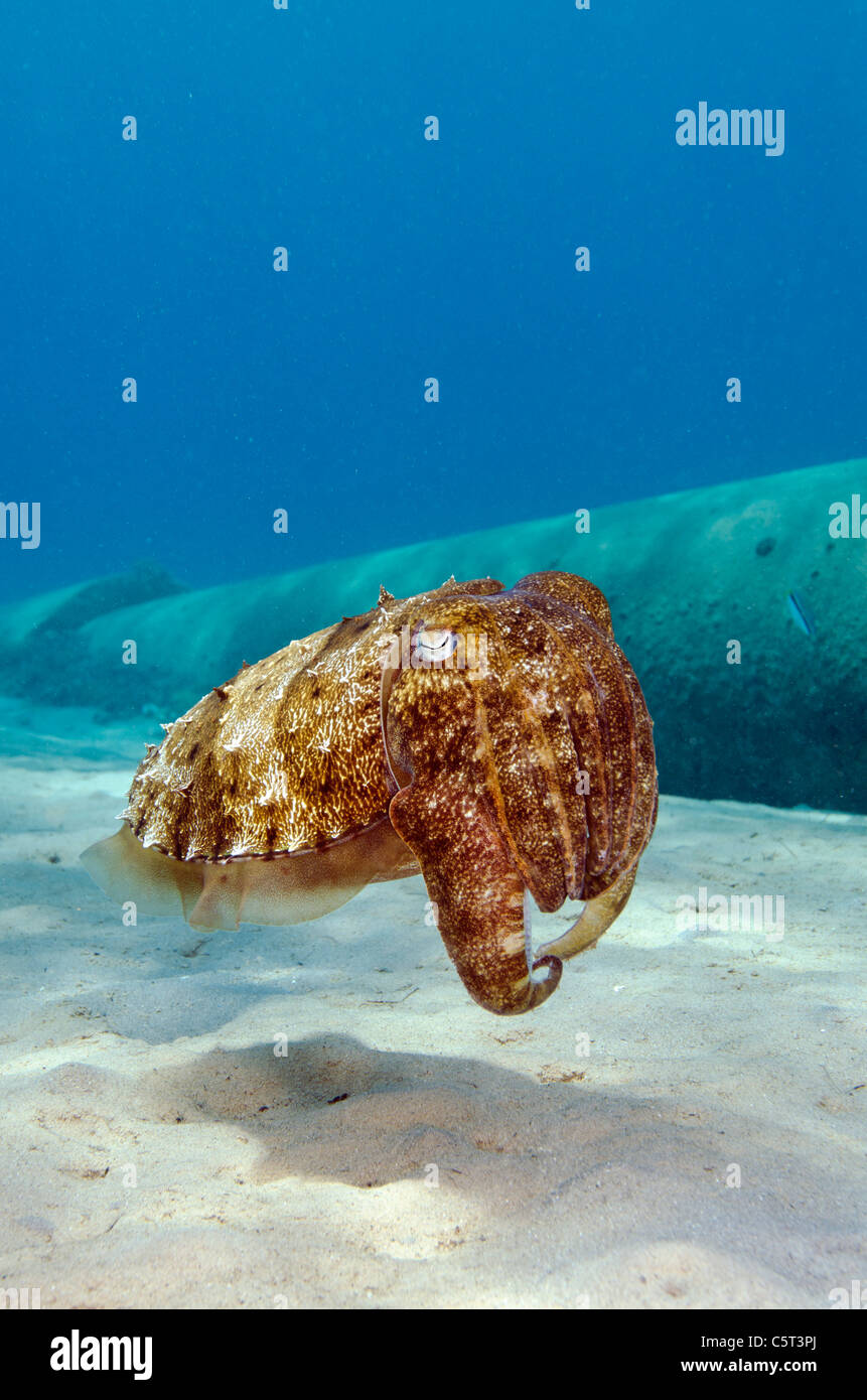 Mimicry sea hi-res stock photography and images - Alamy
