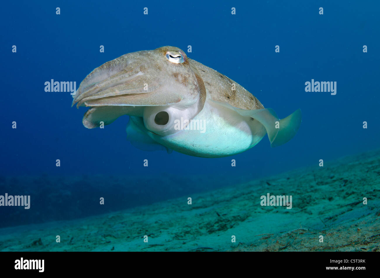 Cuttle fish, Nuweiba, Sinai, Egypt, Red Sea Stock Photo - Alamy
