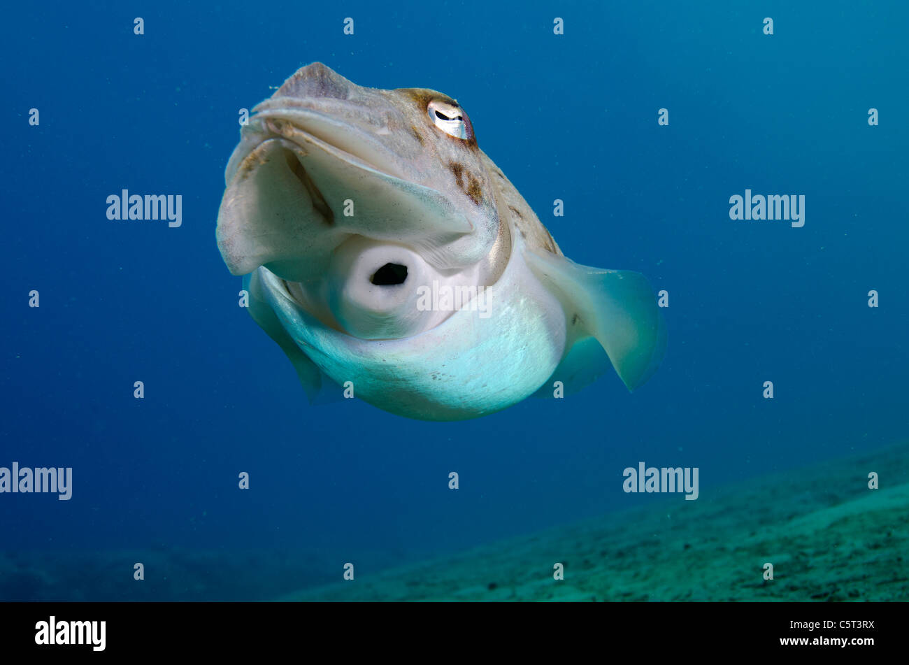 Cuttle fish, Nuweiba, Sinai, Egypt, Red Sea Stock Photo - Alamy
