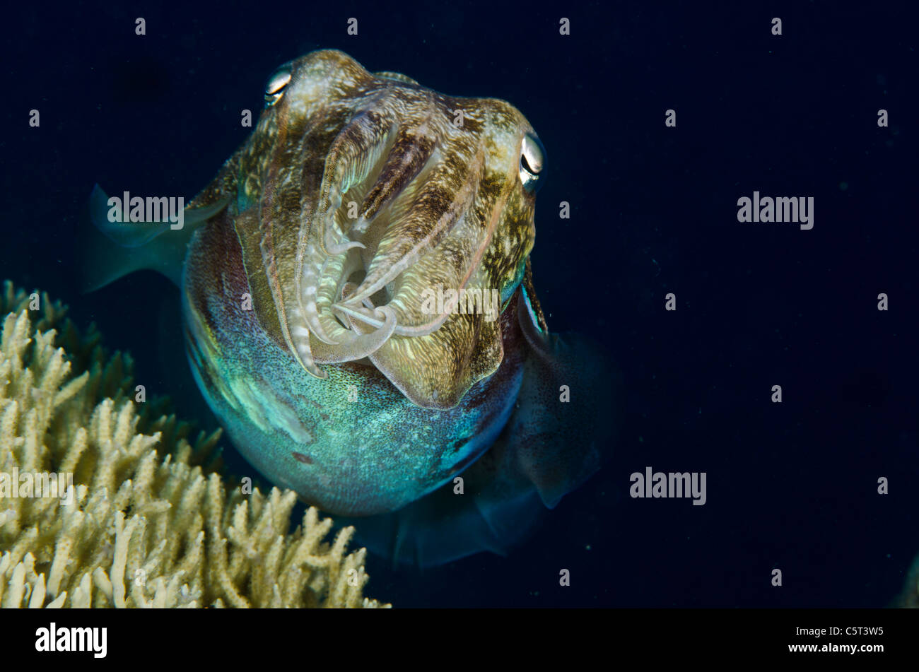 Cuttle fish, Nuweiba, Sinai, Egypt, Red Sea Stock Photo - Alamy