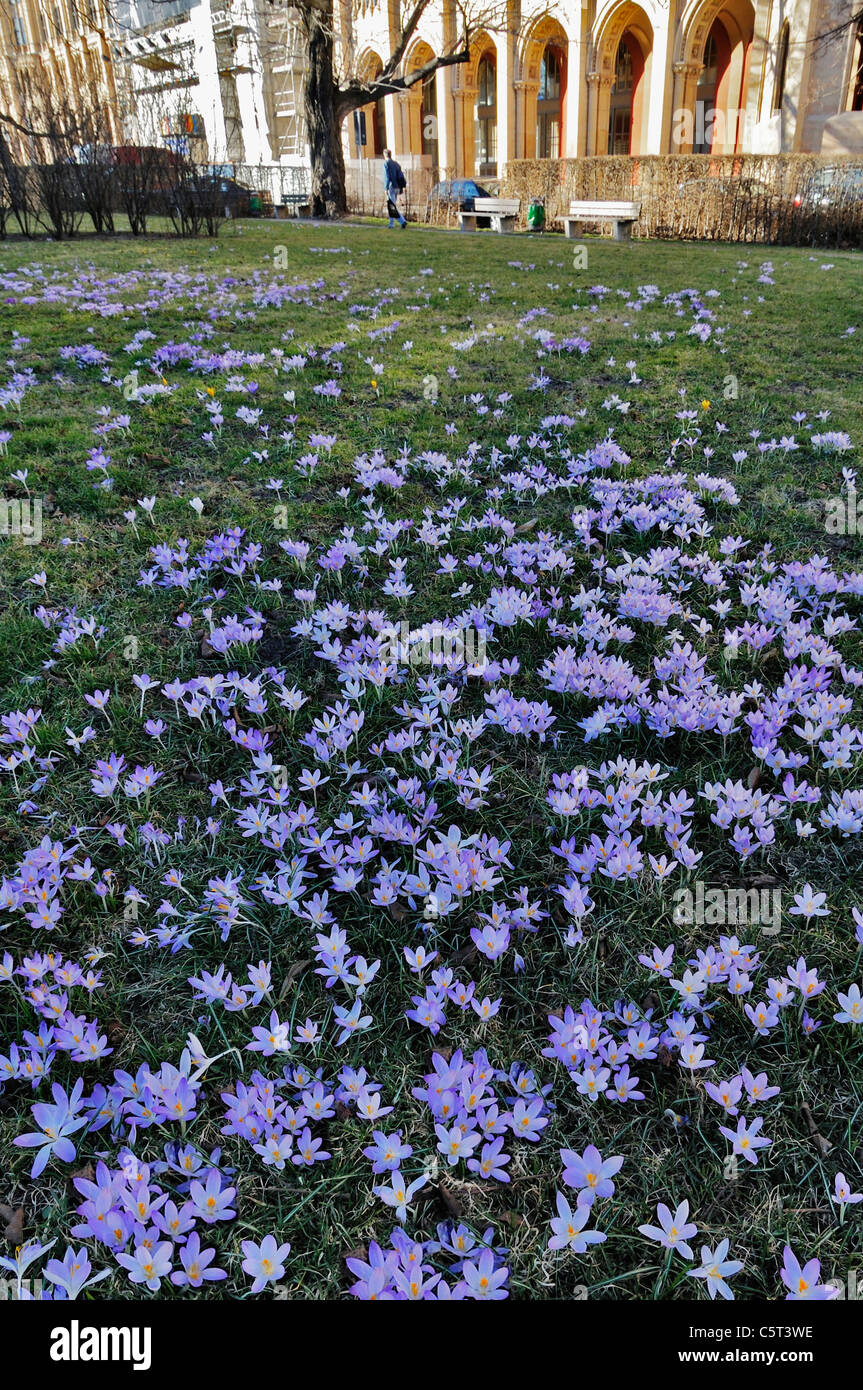 Germany, Bavaria, Munich, Early Crocus (Crocus tommasinianus) Building ...