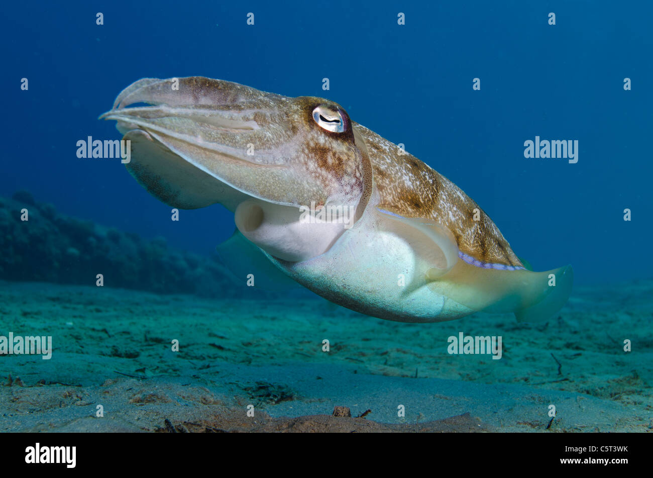 Cuttle fish, Nuweiba, Sinai, Egypt, Red Sea Stock Photo - Alamy