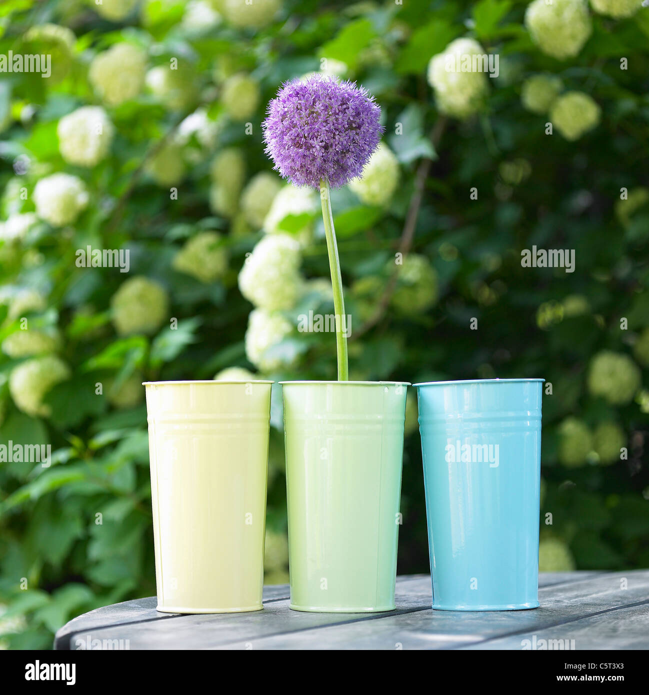 Tin can vase hi-res stock photography and images - Alamy