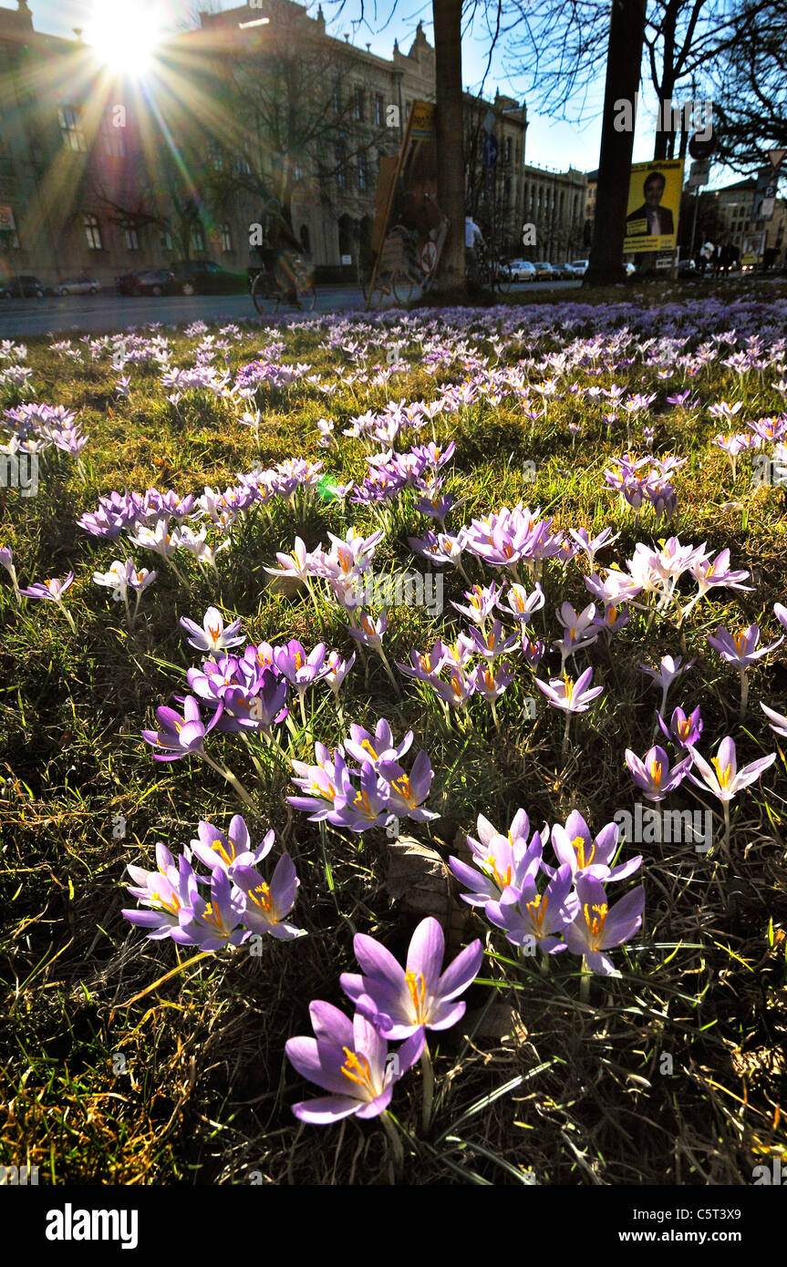 Germany, Bavaria, Munich, Early Crocus (Crocus tommasinianus) Building ...