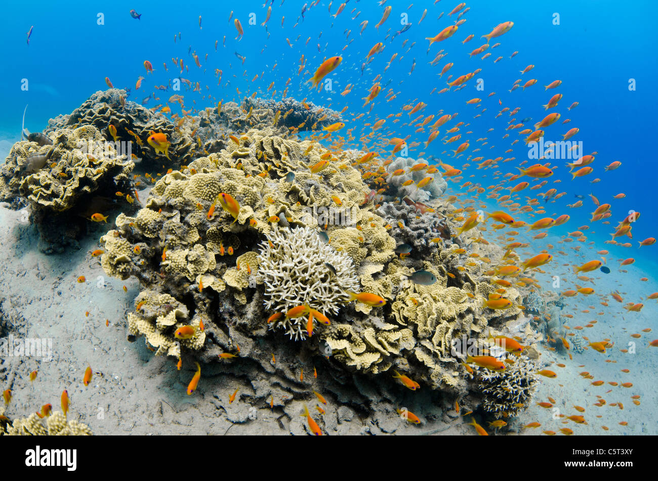 Coral with school of Anthia fish, Nuweiba, Red Sea, Sinai, Egypt Stock ...