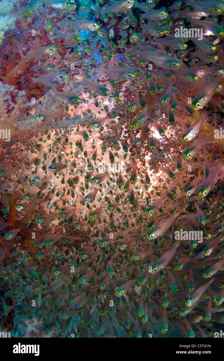 Schooling glass fish, Nuweiba, Sinai, Egypt, Red Sea, Indian Ocean ...
