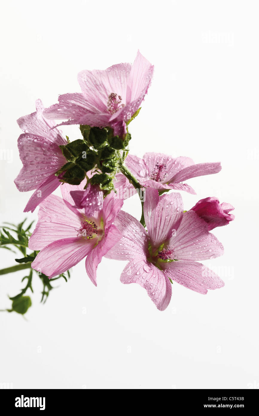 Common Mallow (Malva sylvestris), close-up Stock Photo - Alamy