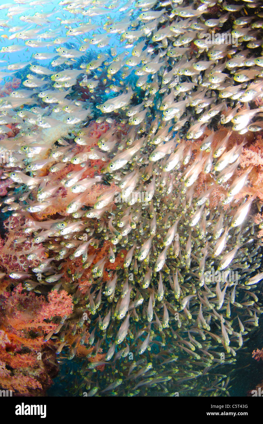 Schooling glass fish, Nuweiba, Sinai, Egypt, Red Sea, Indian Ocean ...